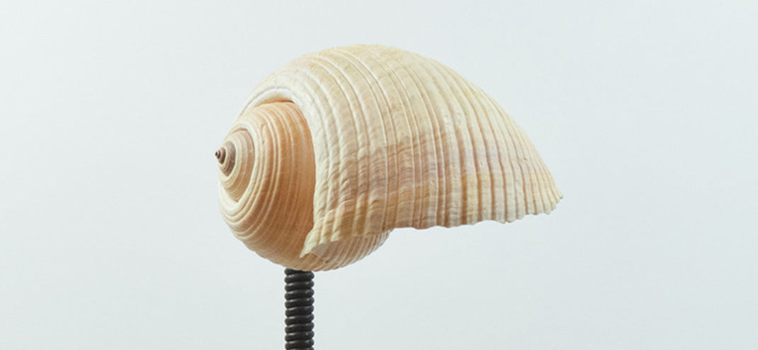 Shell Lamps | Tennant New York