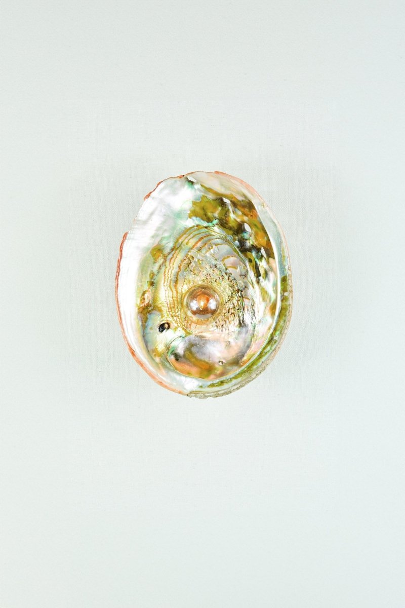 Abalone Siren Sconce with Seashell Shade | Tennant New York